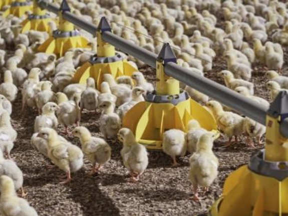 Automatic feeders for poultry - Age