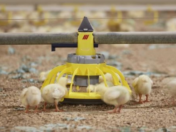 Automatic feeders for poultry - Age